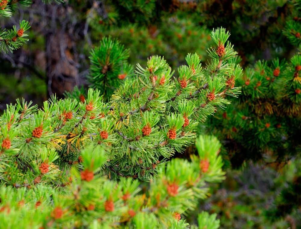 ABOUT - Kerry Spence Estate Plans, Inc.